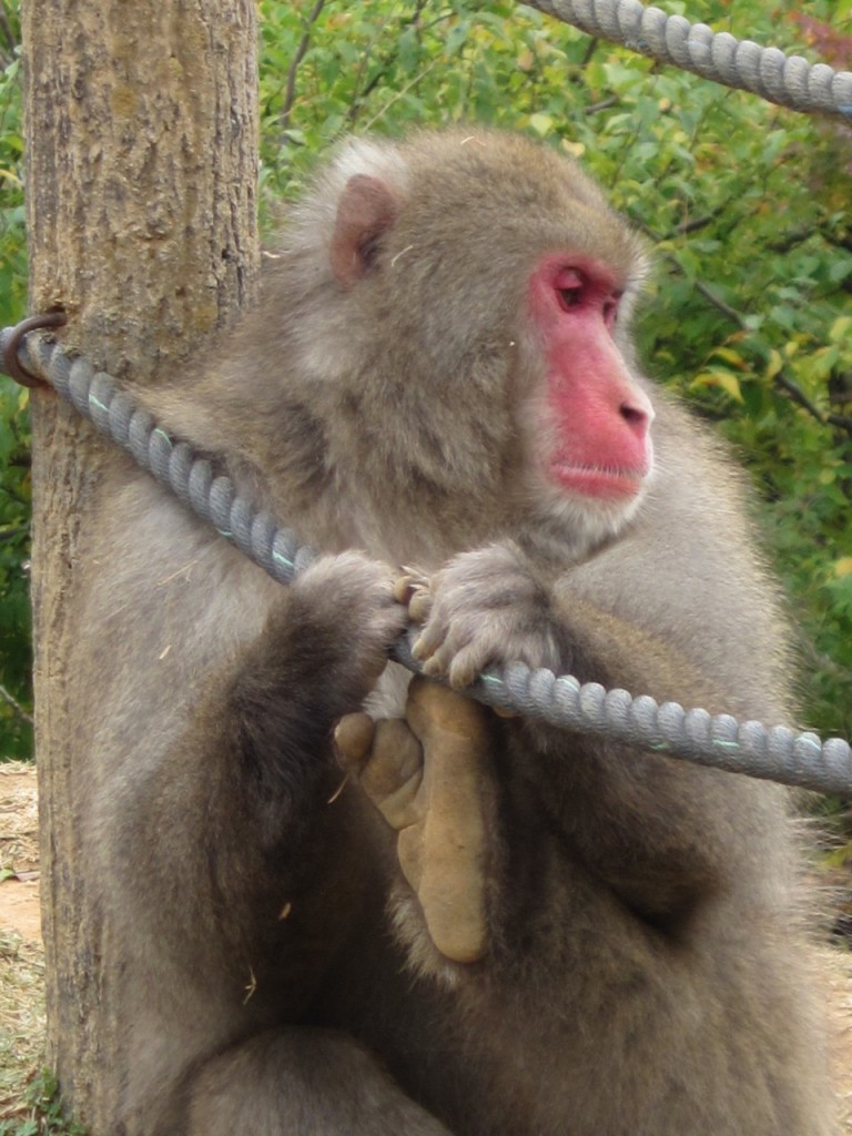 Monkeys in the Garden - Fifteen Eighty Four | Cambridge University Press