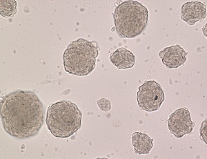 Cells on Acid: How Stem Cell Research is Transforming Reality - Fifteen ...
