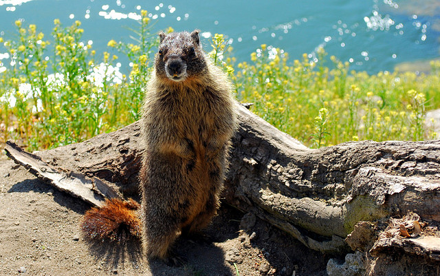 yellow-bellied marmots - Fifteen Eighty Four | Cambridge University Press